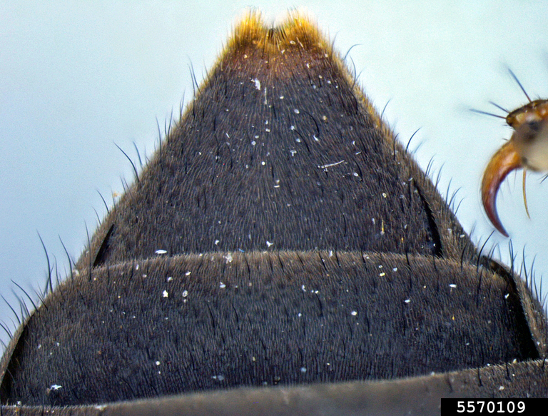 Lesser banded hornet (Vespa affinis (Linnaeus, 1764))