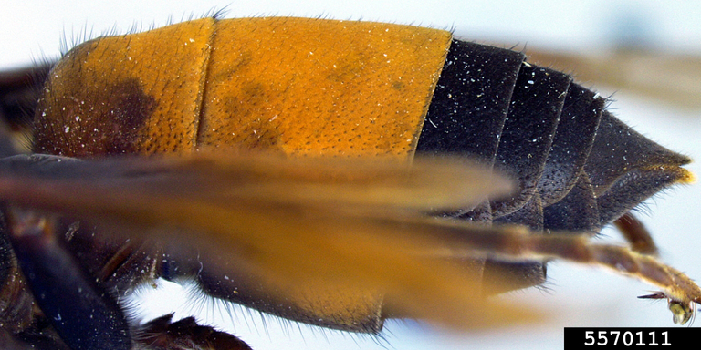 Lesser banded hornet (Vespa affinis)