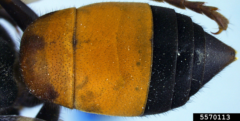 Lesser banded hornet, Vespa affinis (Hymenoptera: Vespidae) - 5570113