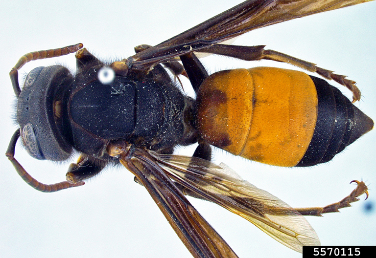Lesser banded hornet (Vespa affinis (Linnaeus, 1764))