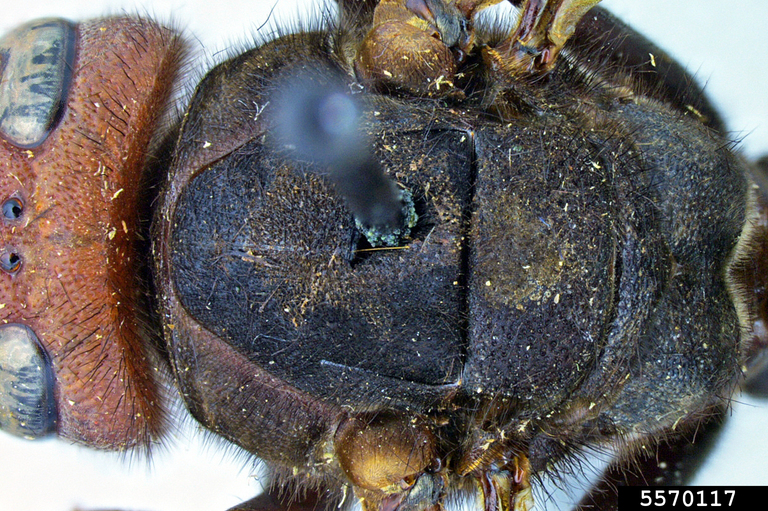 Lesser banded hornet (Vespa affinis)