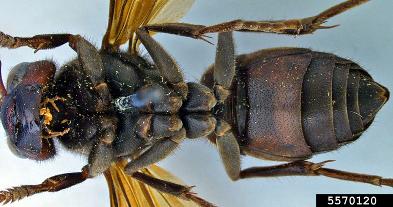 Lesser banded hornet (Vespa affinis)