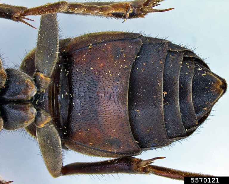 Lesser banded hornet (Vespa affinis (Linnaeus, 1764))