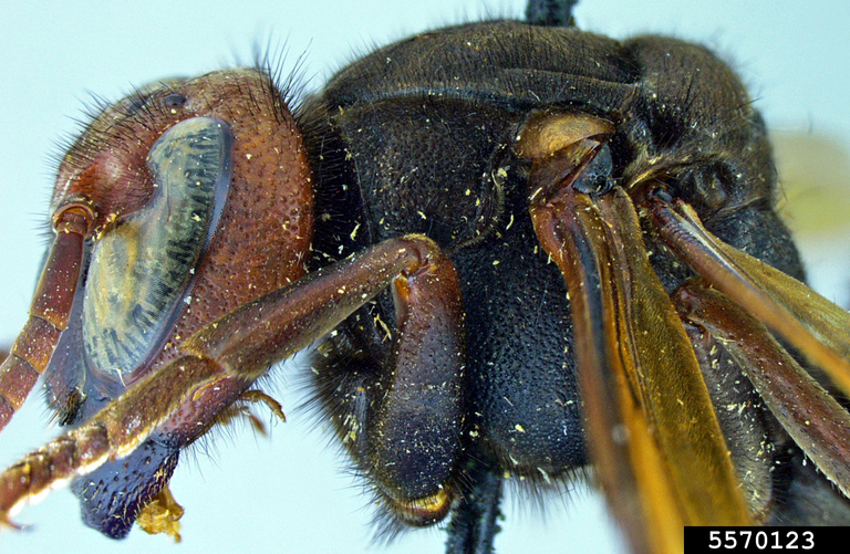 Lesser banded hornet (Vespa affinis (Linnaeus, 1764))