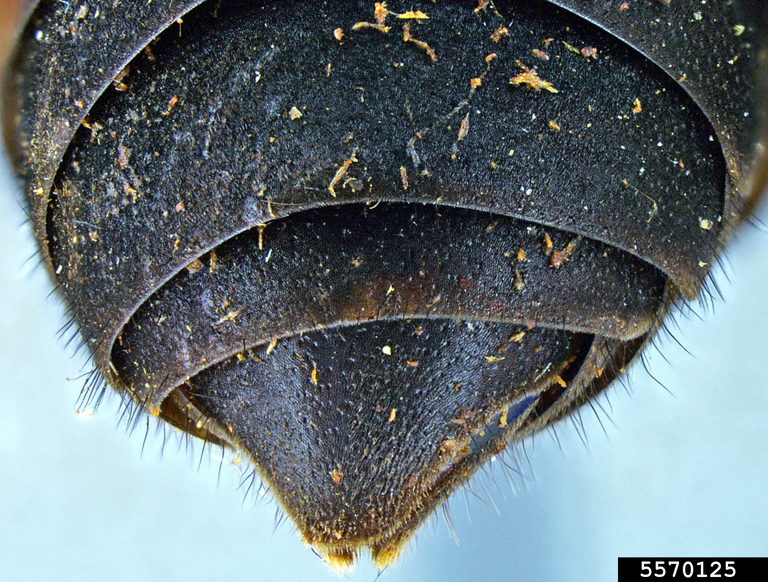 Lesser banded hornet (Vespa affinis)