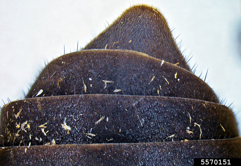 Lesser banded hornet (Vespa affinis (Linnaeus, 1764))