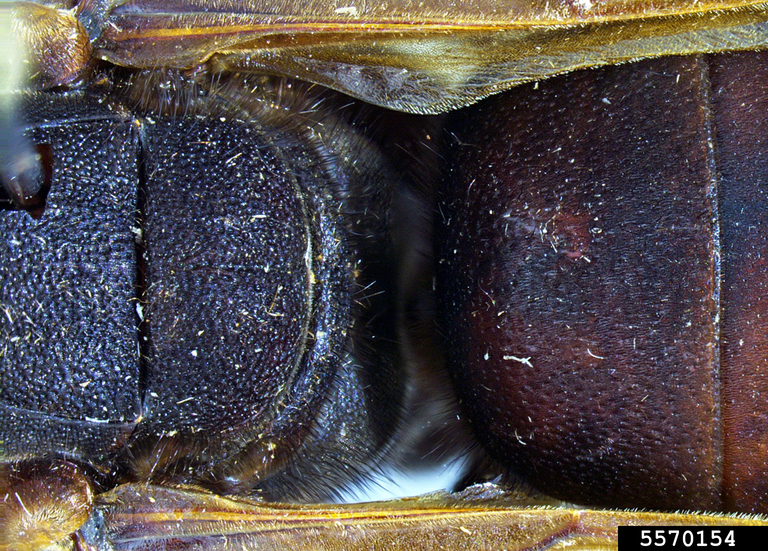 Lesser banded hornet (Vespa affinis)