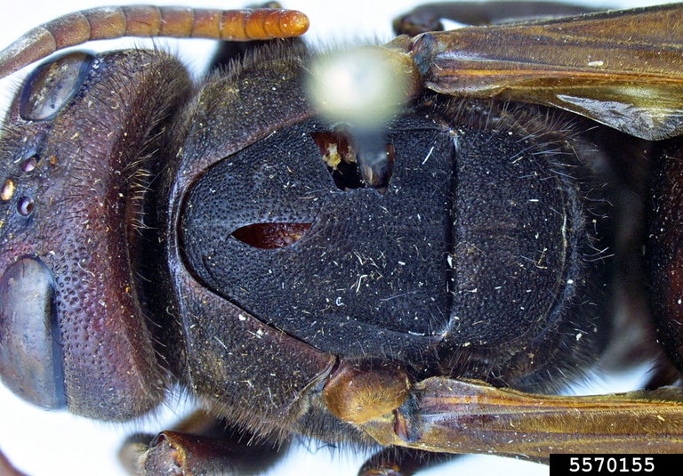 Lesser banded hornet (Vespa affinis)