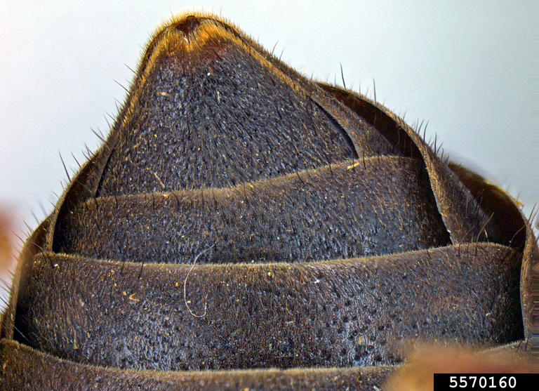 Lesser banded hornet (Vespa affinis)