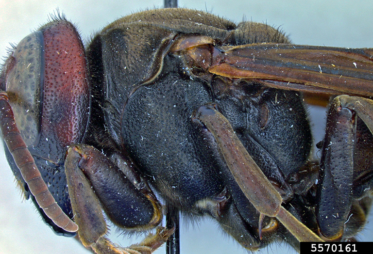 Lesser banded hornet (Vespa affinis)