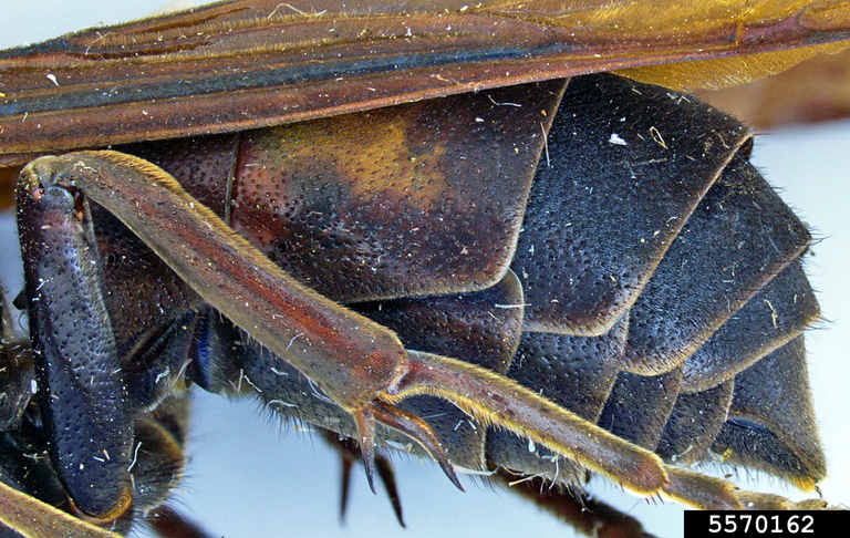 Lesser banded hornet, Vespa affinis (Hymenoptera: Vespidae) - 5570162