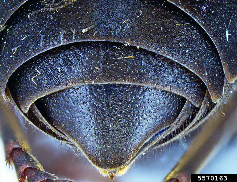 Lesser banded hornet (Vespa affinis)