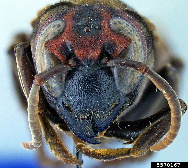 Lesser banded hornet (Vespa affinis (Linnaeus, 1764))
