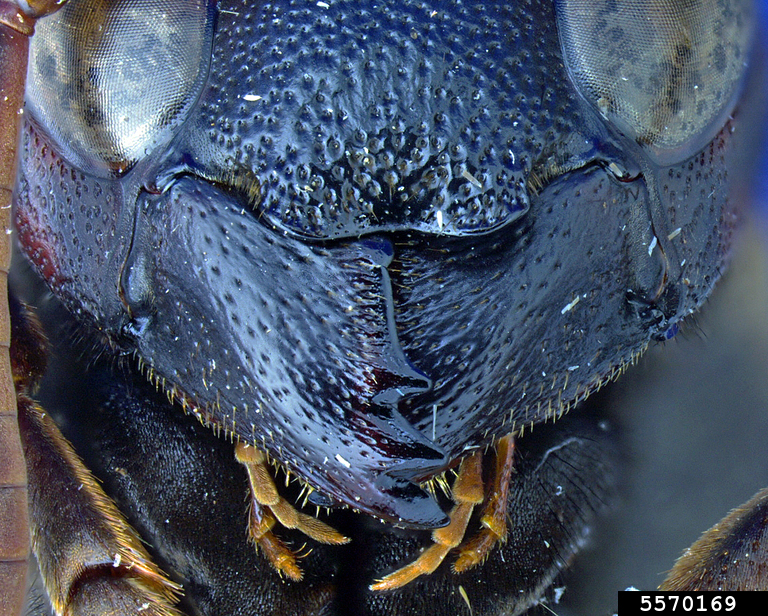 Lesser banded hornet (Vespa affinis (Linnaeus, 1764))