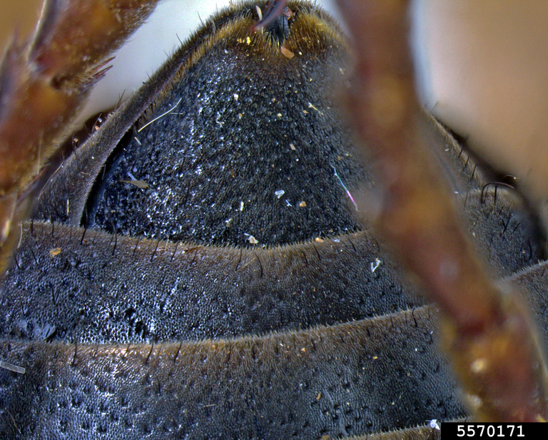 Lesser banded hornet (Vespa affinis)