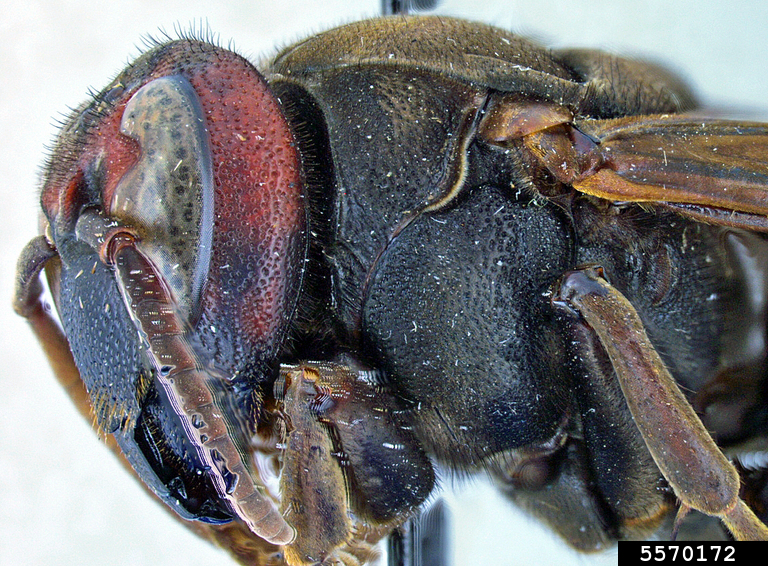 Lesser banded hornet (Vespa affinis (Linnaeus, 1764))