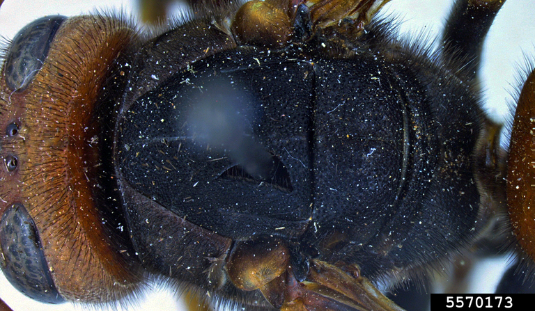 Lesser banded hornet (Vespa affinis)