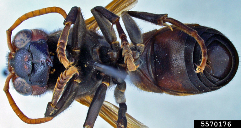 Lesser banded hornet (Vespa affinis)