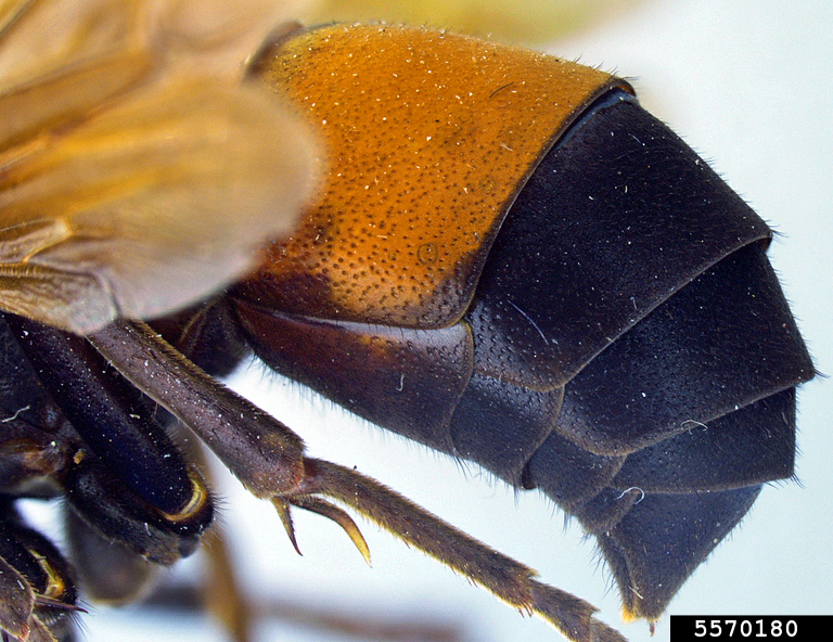 Lesser banded hornet (Vespa affinis)