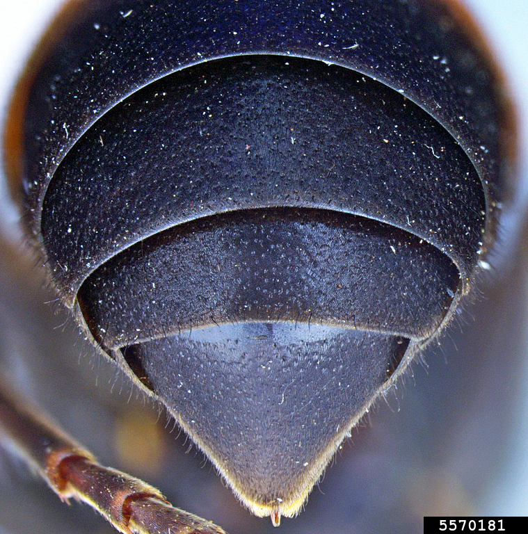 Lesser banded hornet (Vespa affinis)