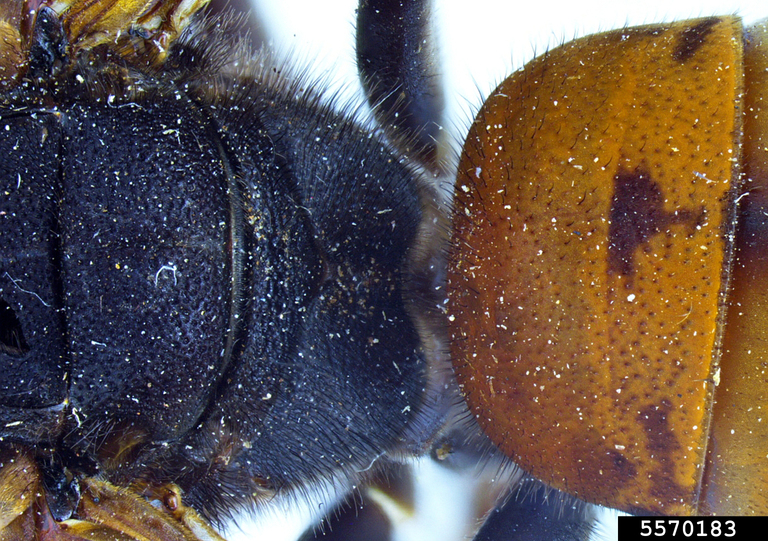 Lesser banded hornet (Vespa affinis (Linnaeus, 1764))