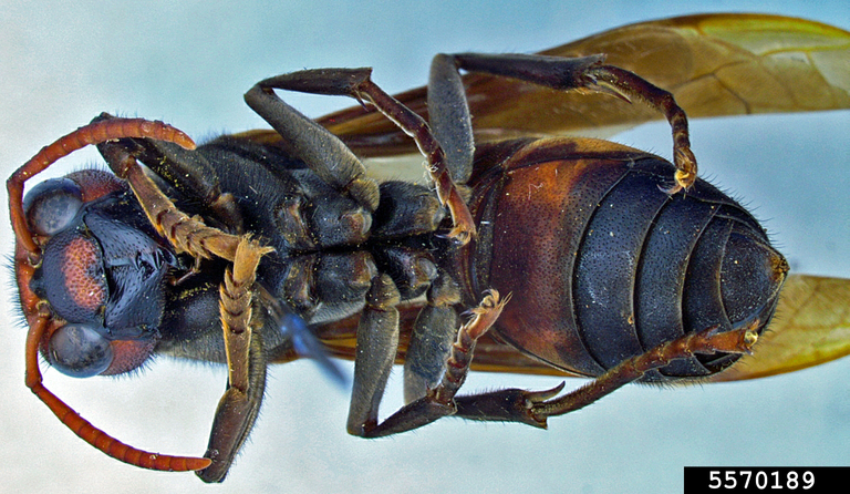 Lesser banded hornet (Vespa affinis (Linnaeus, 1764))