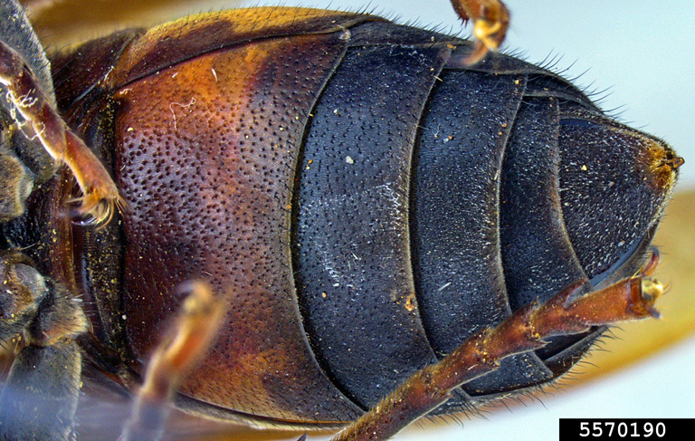 Lesser banded hornet (Vespa affinis)