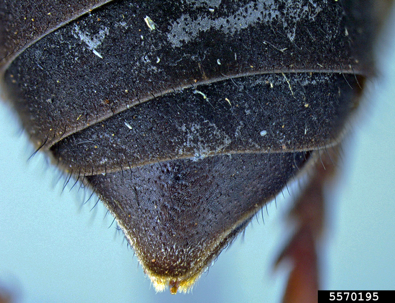 Lesser banded hornet (Vespa affinis)