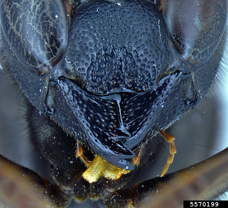 Lesser banded hornet (Vespa affinis)