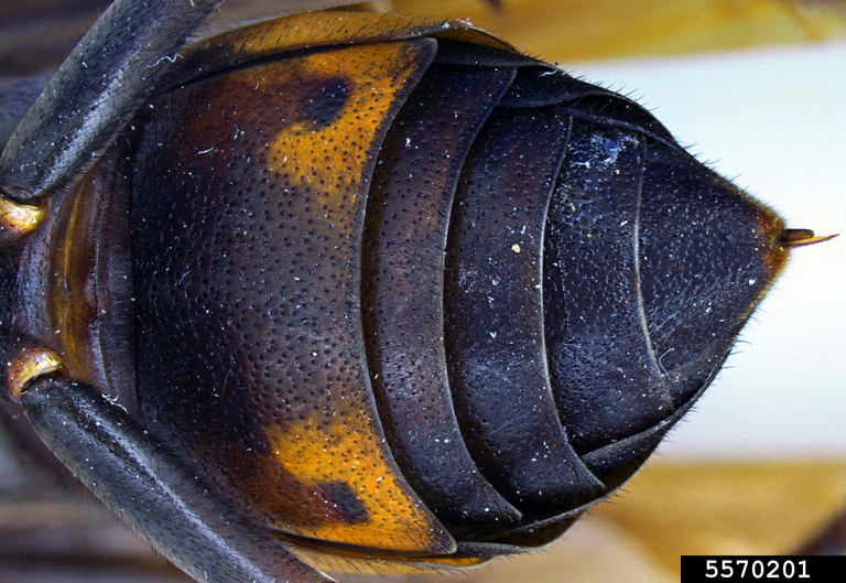 Lesser banded hornet (Vespa affinis)