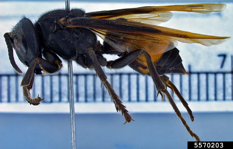 Lesser banded hornet (Vespa affinis (Linnaeus, 1764))