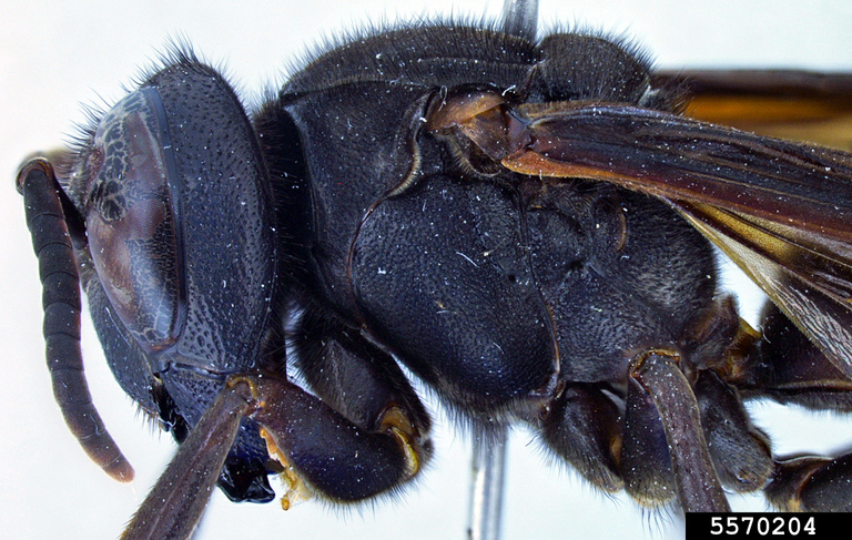 Lesser banded hornet (Vespa affinis)