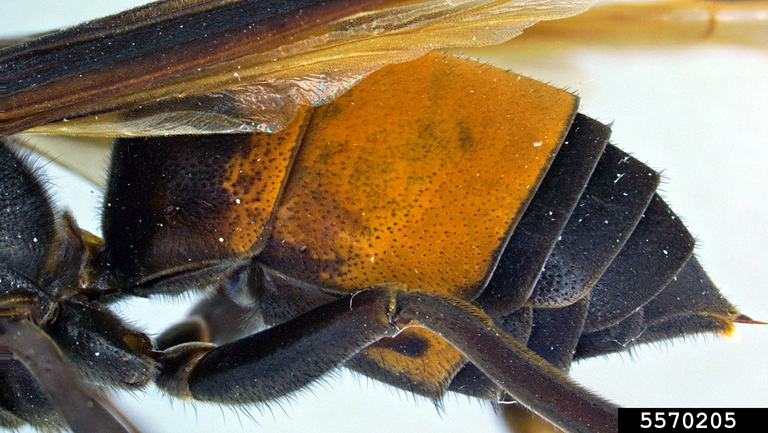 Lesser banded hornet (Vespa affinis (Linnaeus, 1764))