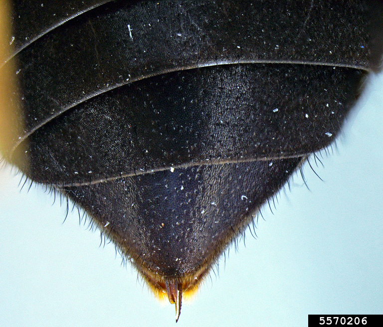 Lesser banded hornet (Vespa affinis (Linnaeus, 1764))