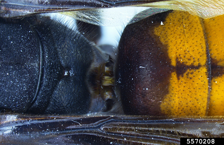 Lesser banded hornet (Vespa affinis)