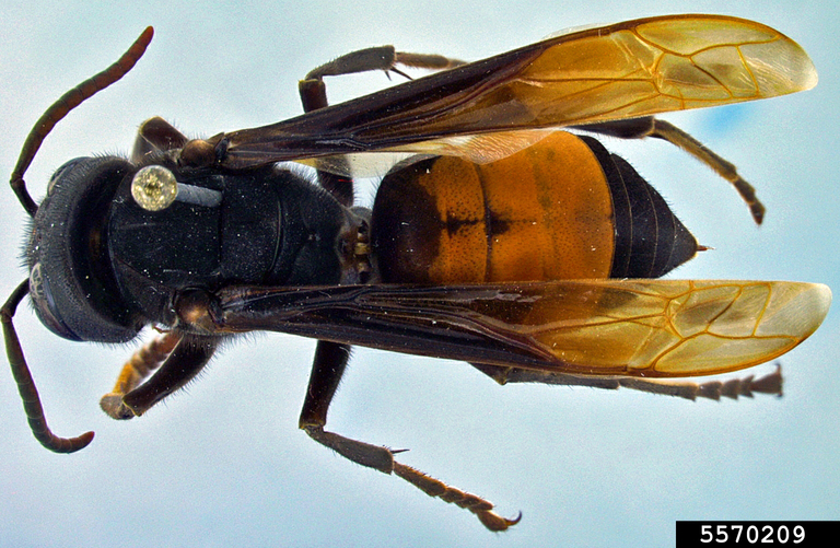 Lesser banded hornet (Vespa affinis)