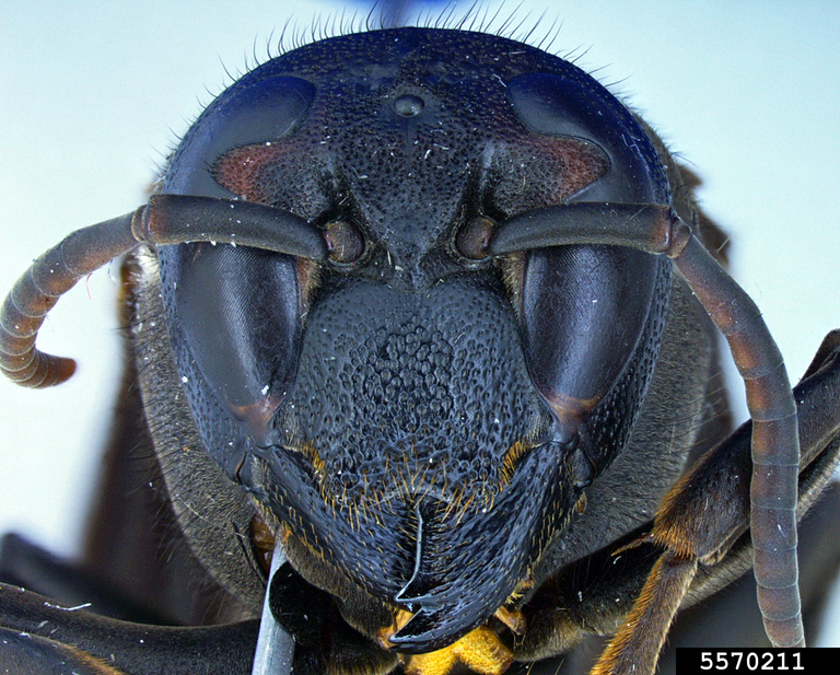 Lesser banded hornet (Vespa affinis)
