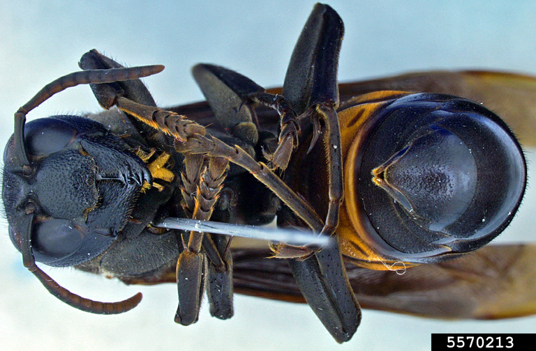 Lesser banded hornet (Vespa affinis (Linnaeus, 1764))
