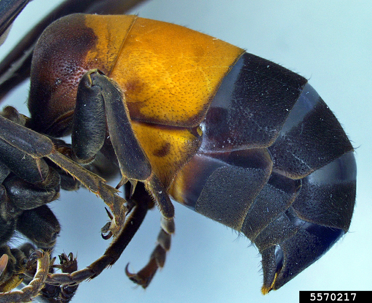 Lesser banded hornet (Vespa affinis (Linnaeus, 1764))