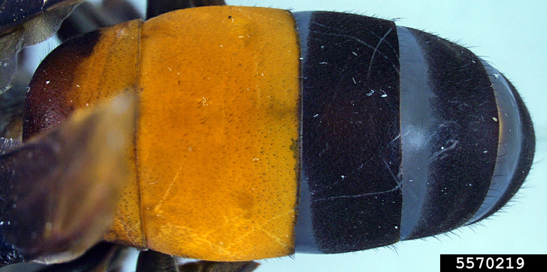 Lesser banded hornet (Vespa affinis)