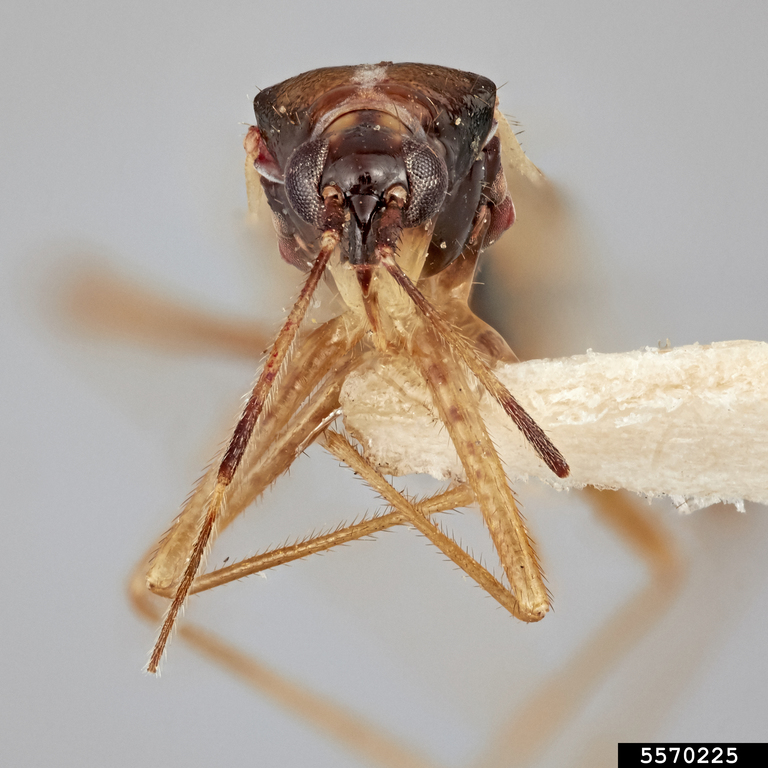 Plant bug (Dicyphus discrepans Knight)