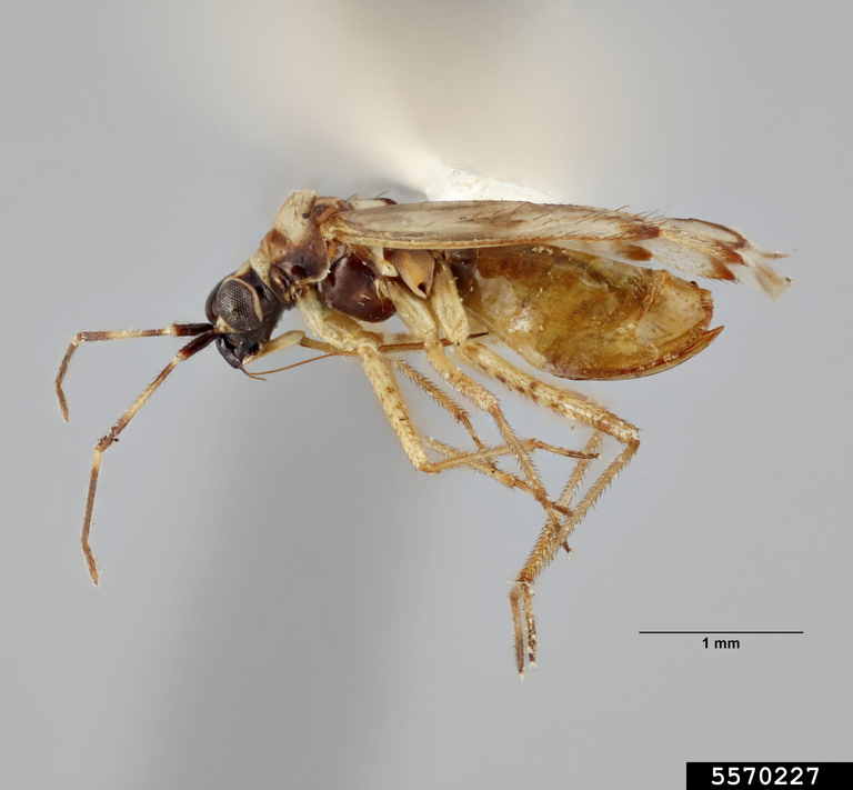 Plant bug (Dicyphus hesperus Knight)