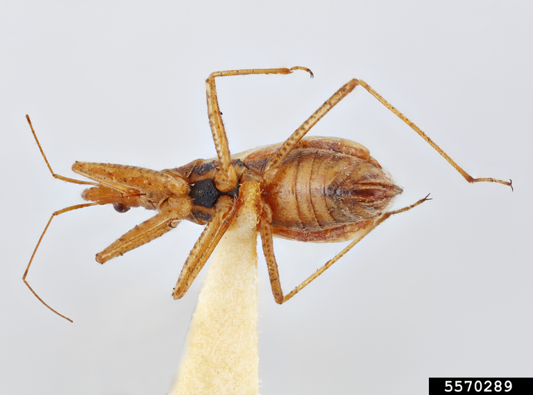 Nabidae Nabis Ferus