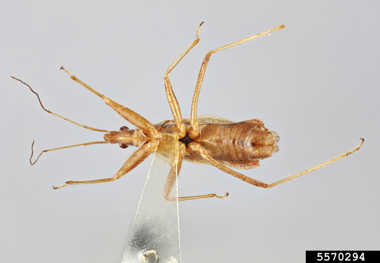 Damsel bug (Nabis rufusculus)