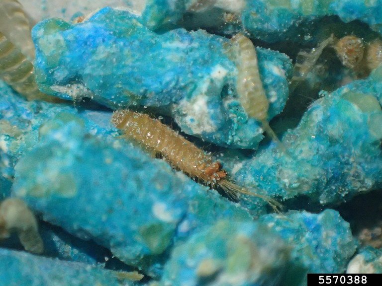 Dermestid beetles (Genus Trogoderma)