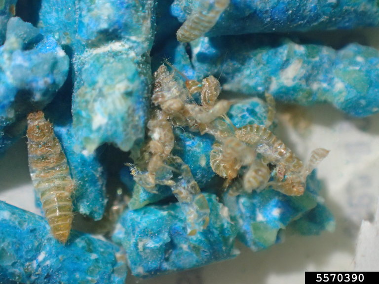 Dermestid beetles (Genus Trogoderma Berthold 1827)