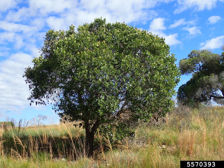 Tapia tree, Uapaca bojeri (Malpighiales: Phyllanthaceae) - 5570393