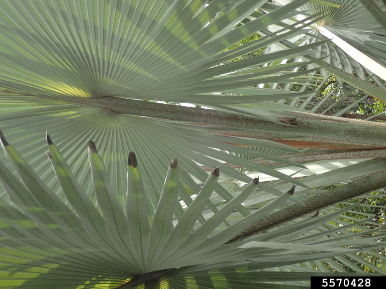 Bismarck palm, Bismarckia nobilis (Arecales: Arecaceae) - 5570428