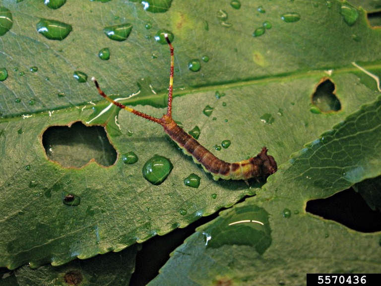 gray furcula (Furcula cinerea (Walker))