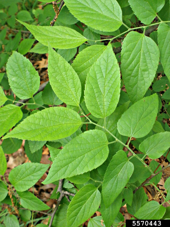 common hackberry, Celtis occidentalis (Urticales: Ulmaceae) - 5570443